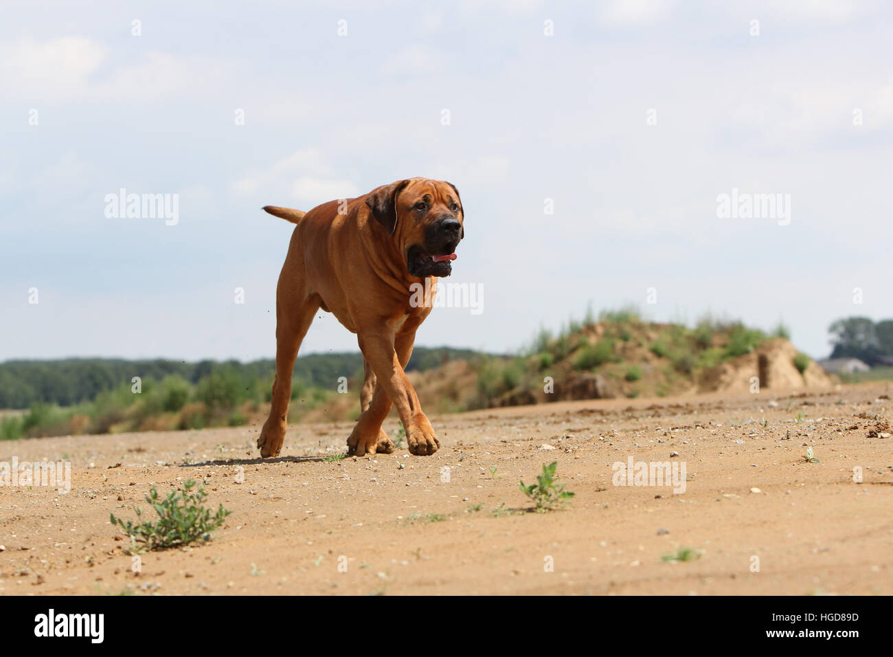 Dog Tosa Inu / Japanese Mastiff adult running in a field Stock Photo ...