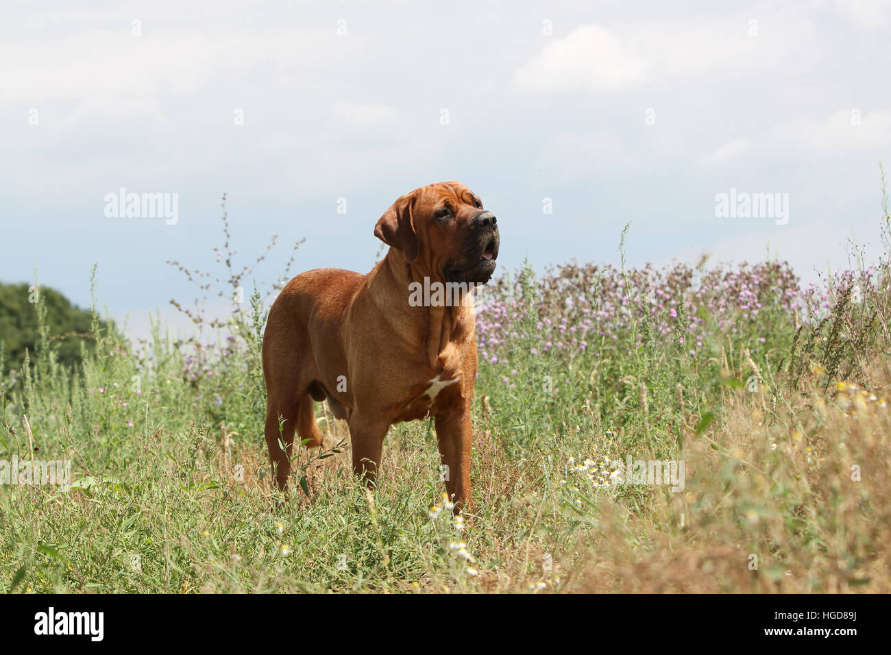 Dog Tosa Inu / Japanese Mastiff adult standing in a wood in a field ...