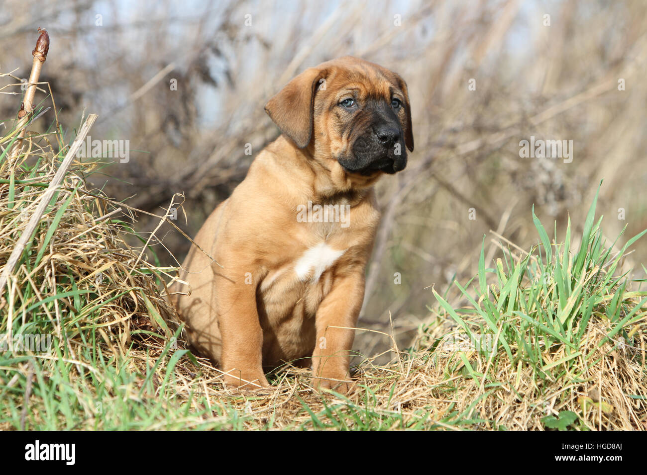 Dog Tosa Inu / Japanese Mastiff puppy sitting in a meadow Stock Photo ...