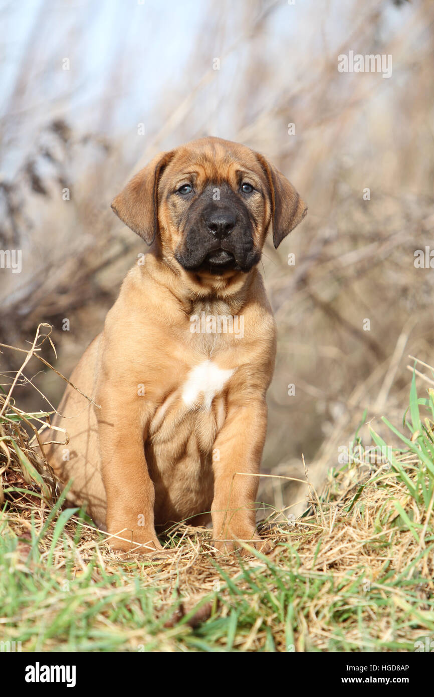 Dog Tosa Inu / Japanese Mastiff puppy sitting in a meadow Stock Photo ...
