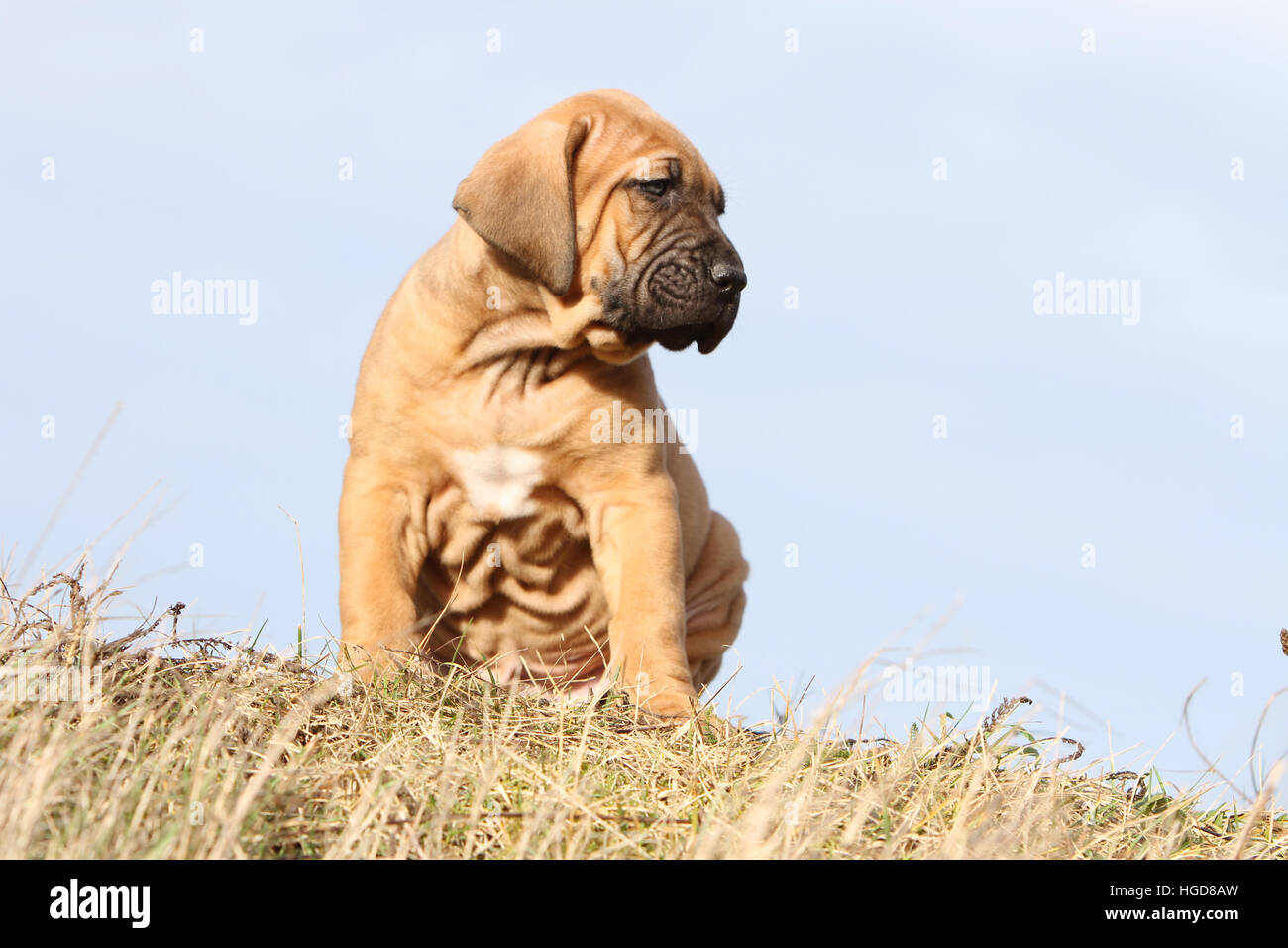 Dog Tosa Inu / Japanese Mastiff puppy sitting in a meadow Stock Photo ...