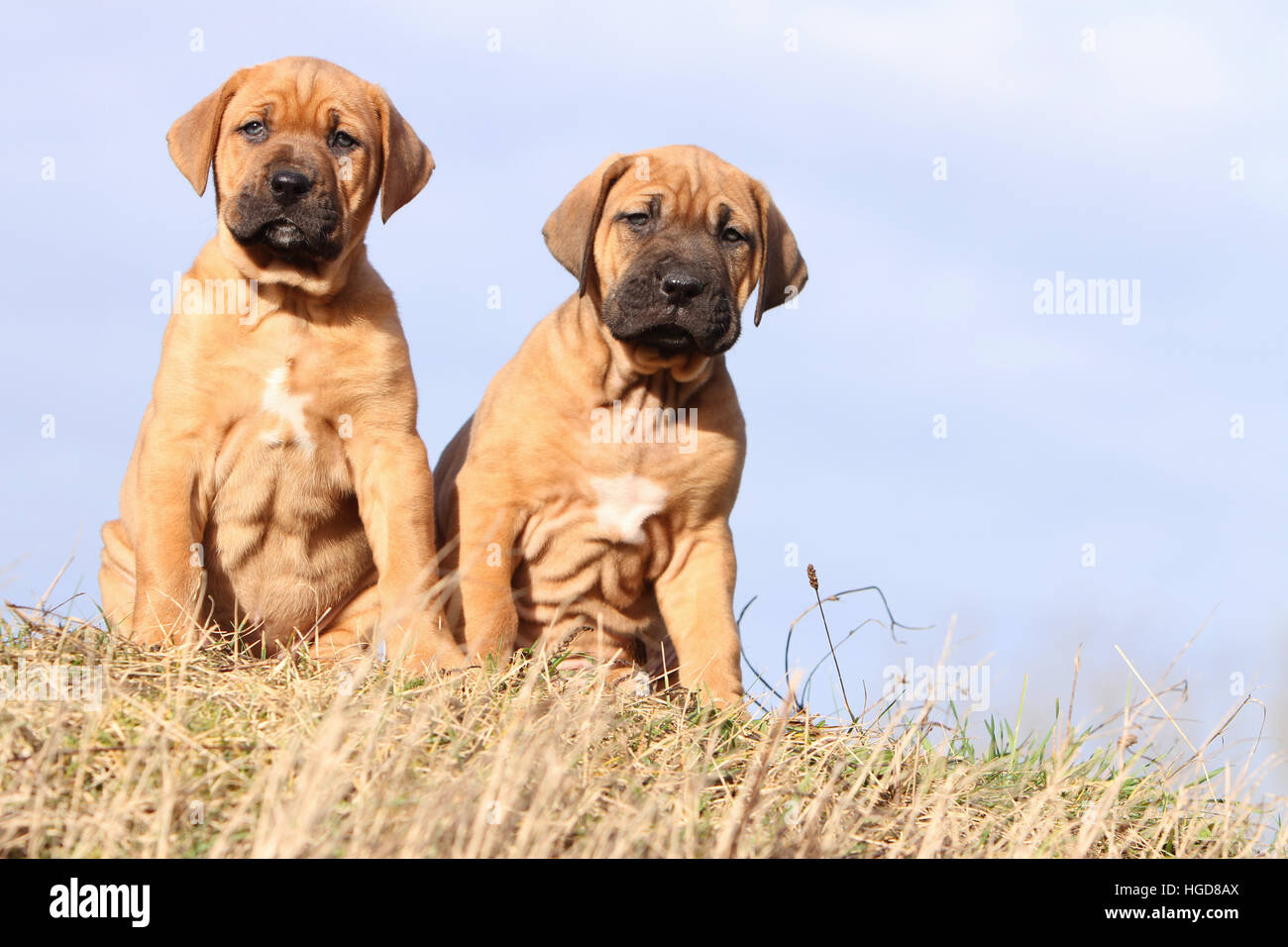 Dog Tosa Inu / Japanese Mastiff two puppies sitting in a meadow Stock ...