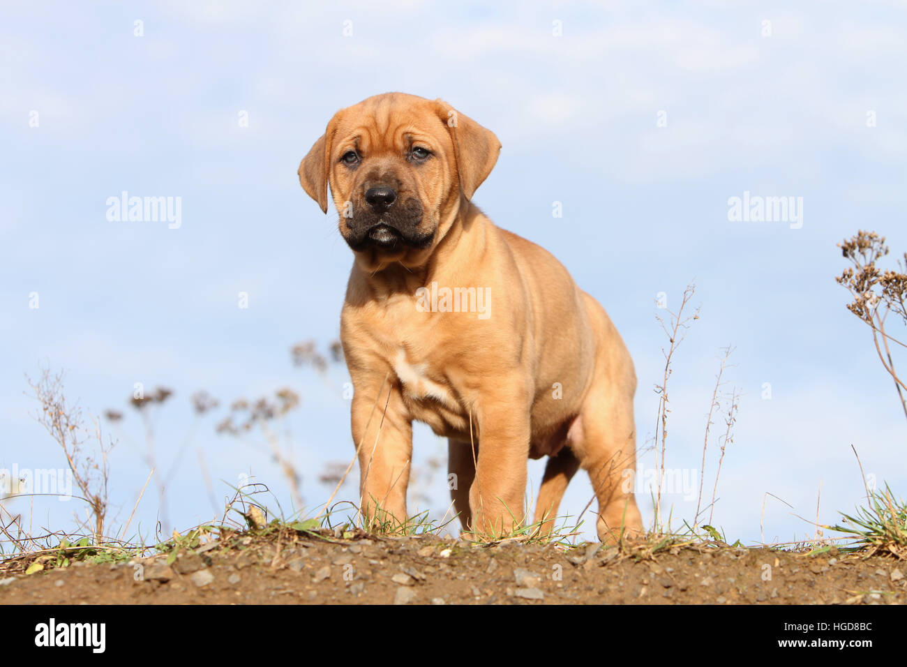 Dog Tosa Inu / Japanese Mastiff puppy standing in the grass in the ...