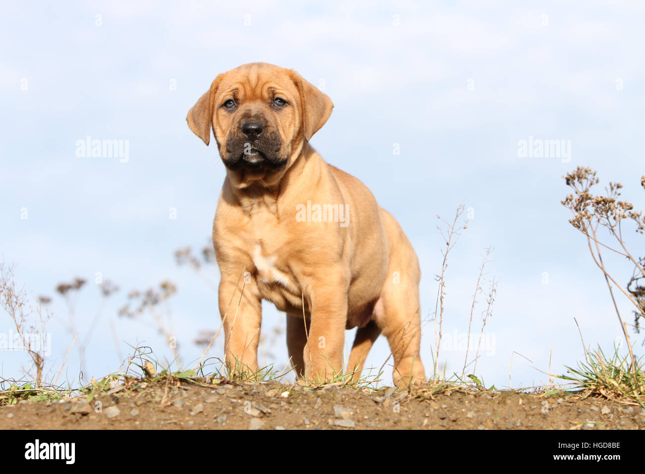 Dog Tosa Inu / Japanese Mastiff puppy standing in the grass in the ...