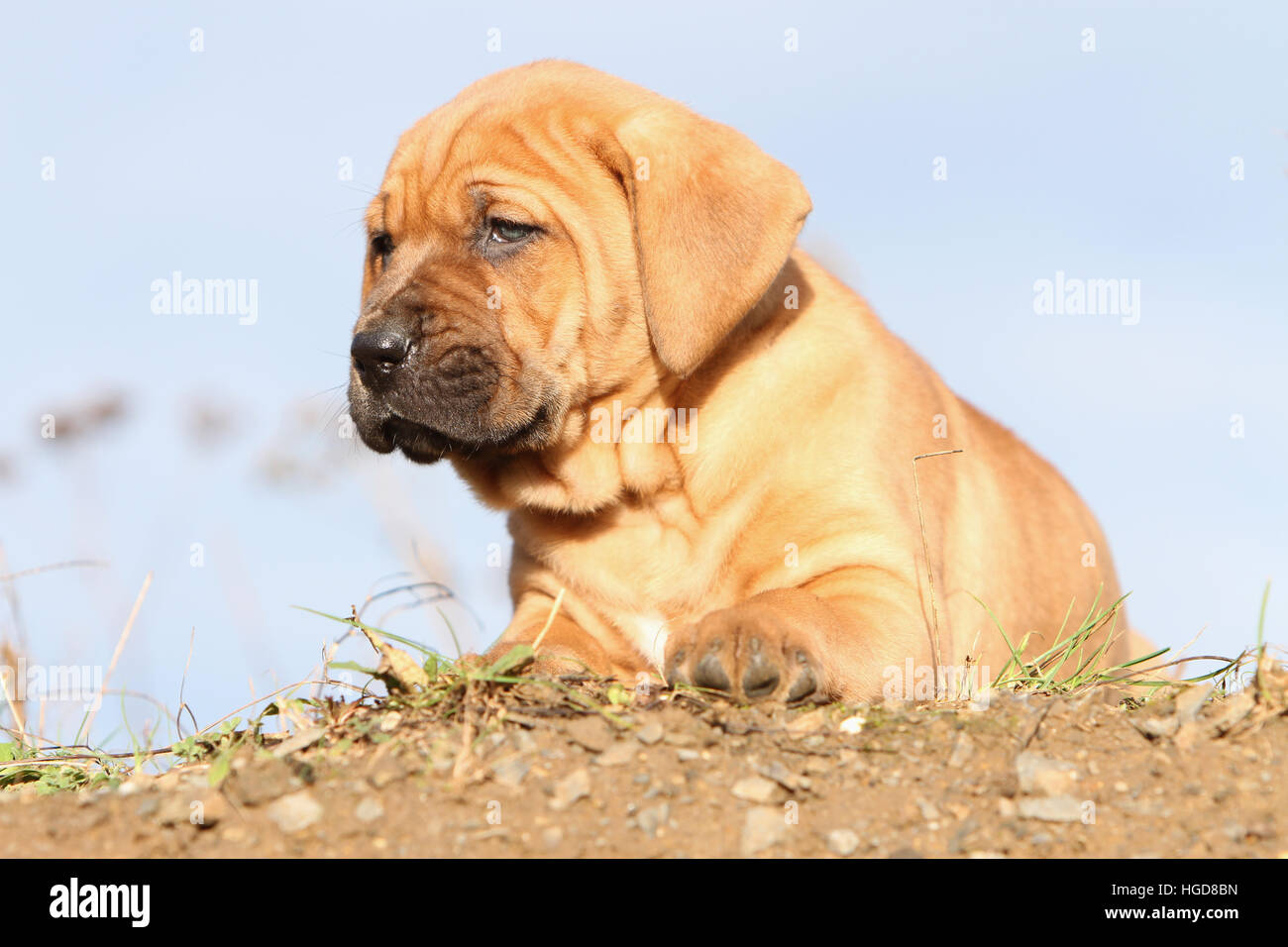 Dog Tosa Inu / Japanese Mastiff puppy lying in a field Stock Photo - Alamy