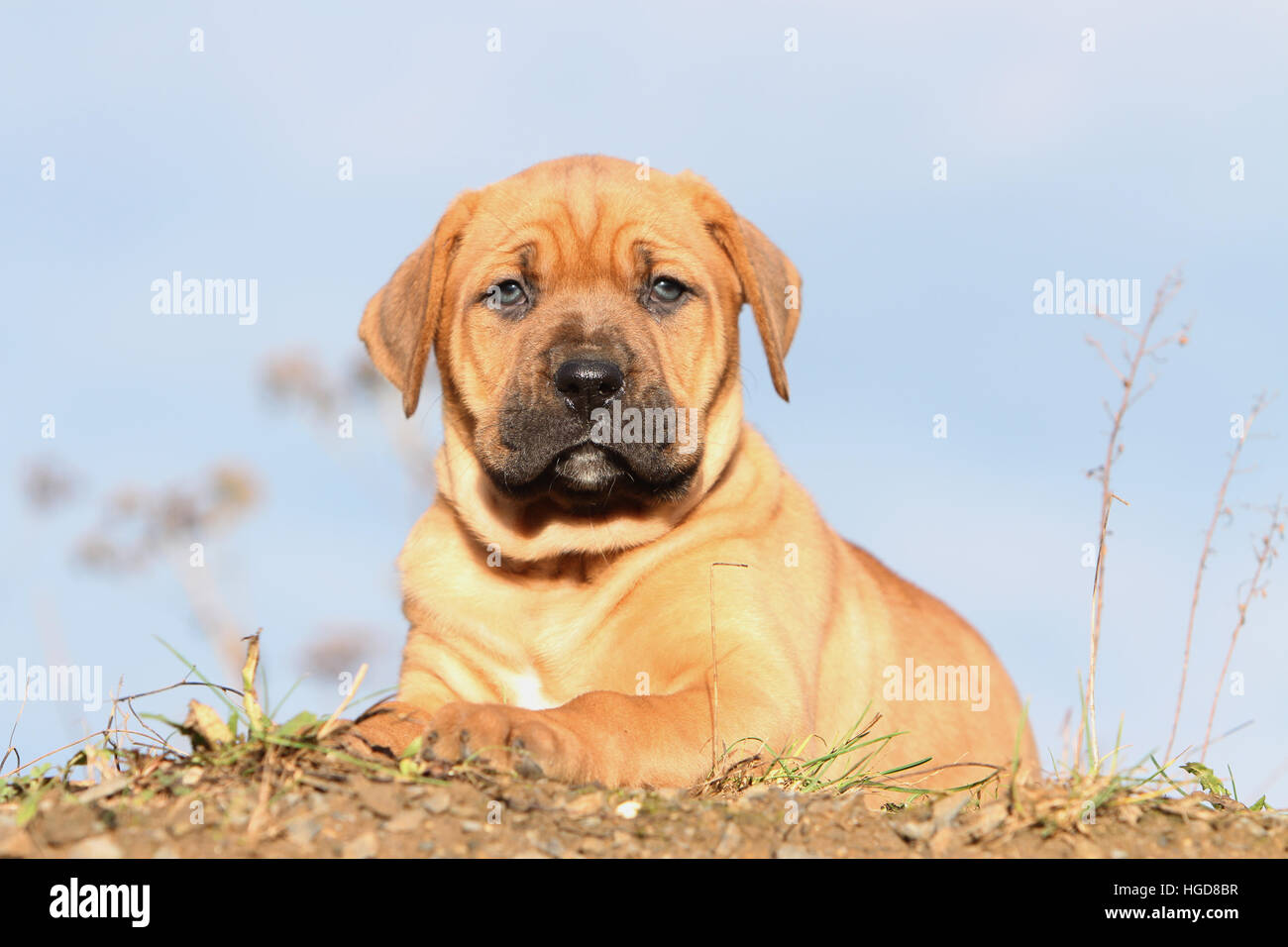 Dog Tosa Inu / Japanese Mastiff puppy lying in a filed Stock Photo - Alamy