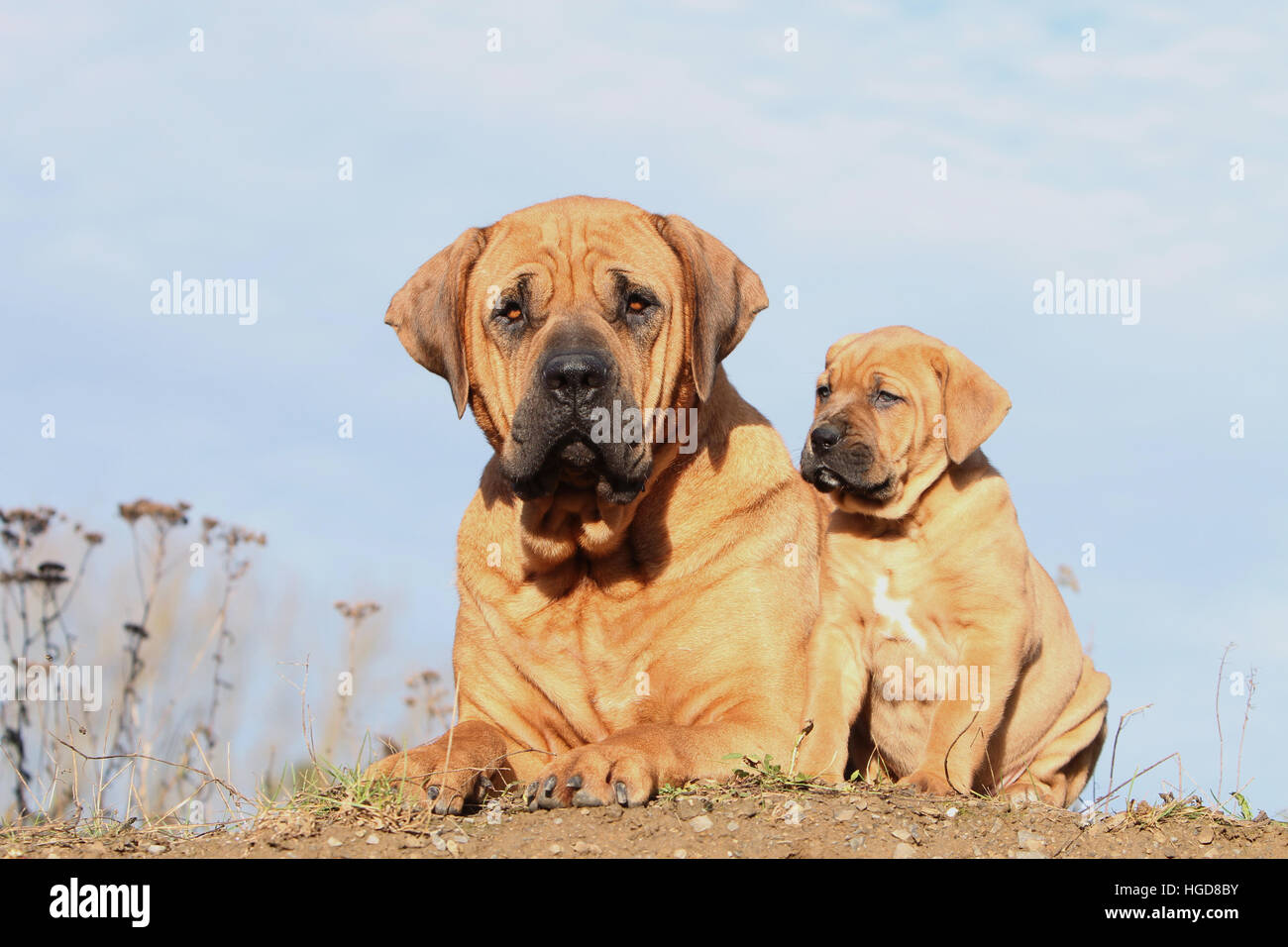 Dog Tosa Inu / Japanese Mastiff adult and puppy in a wood Stock Photo ...