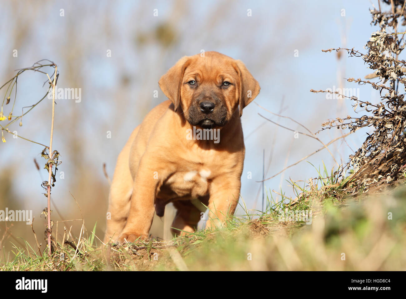 Dog Tosa Inu / Japanese Mastiff puppy standing in the grass in the ...