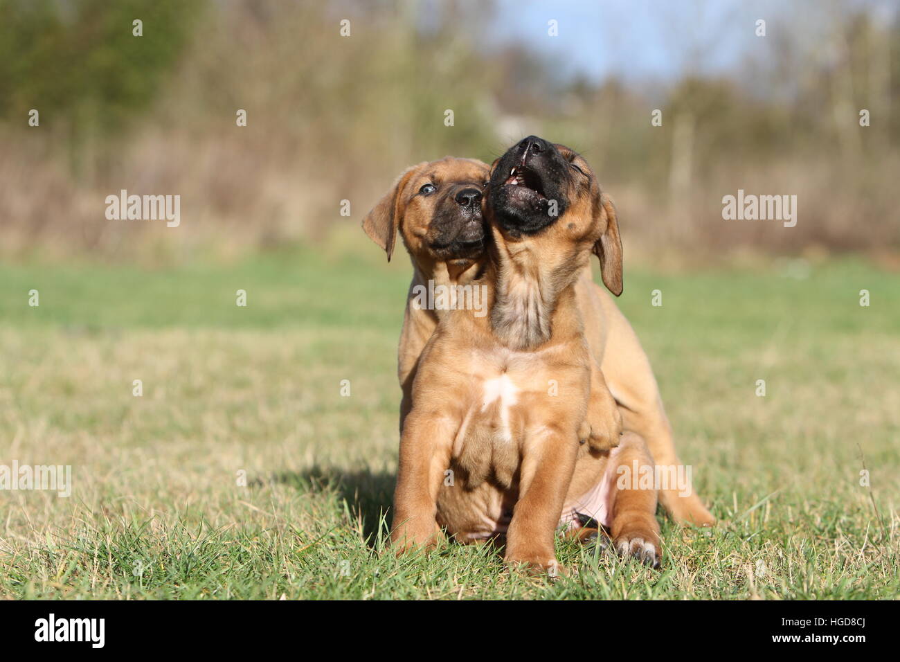 Dog Tosa Inu / Japanese Mastiff two puppies play in a meadow Stock ...
