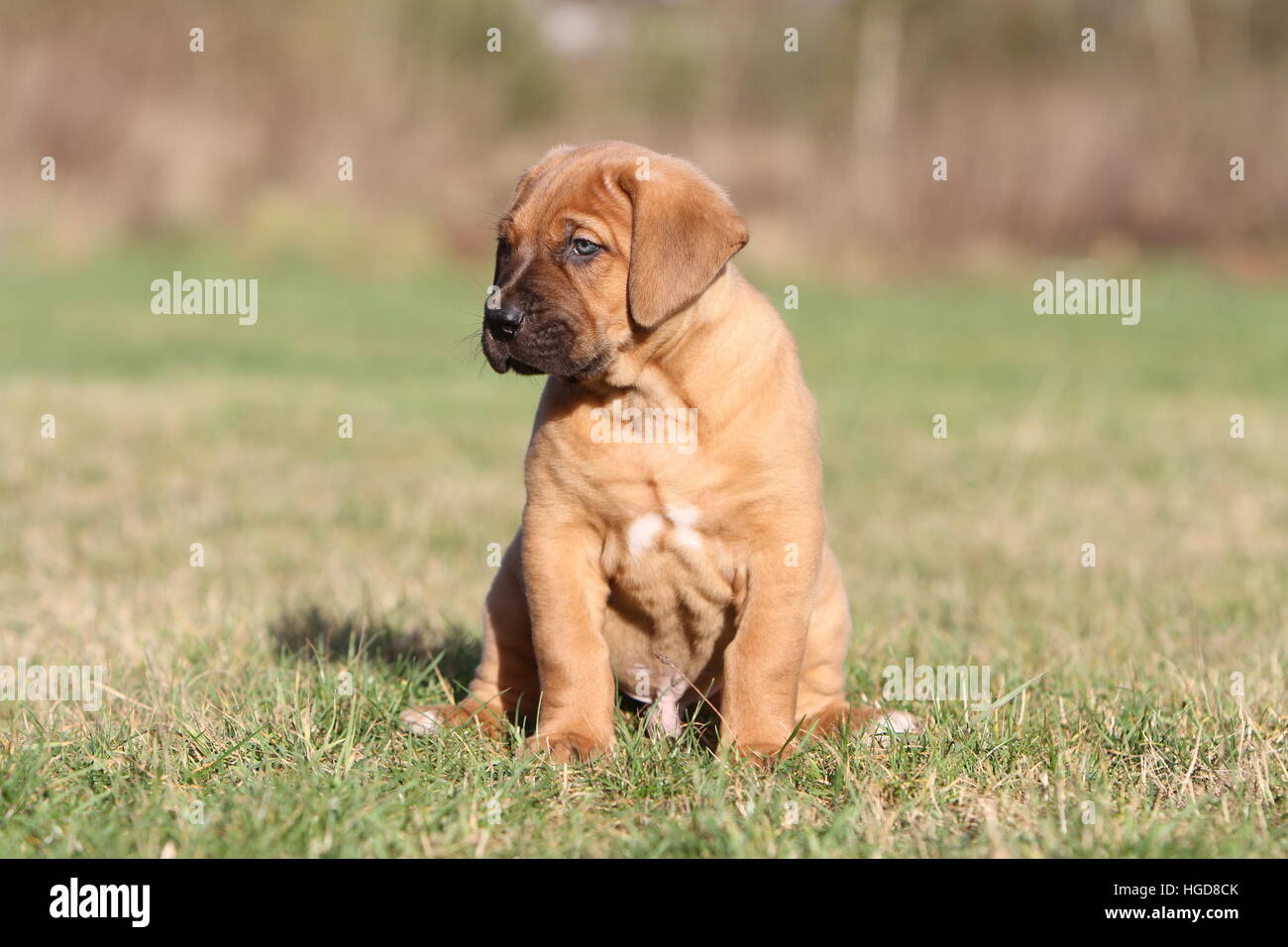 Dog Tosa Inu / Japanese Mastiff puppy sitting in a meadow Stock Photo ...
