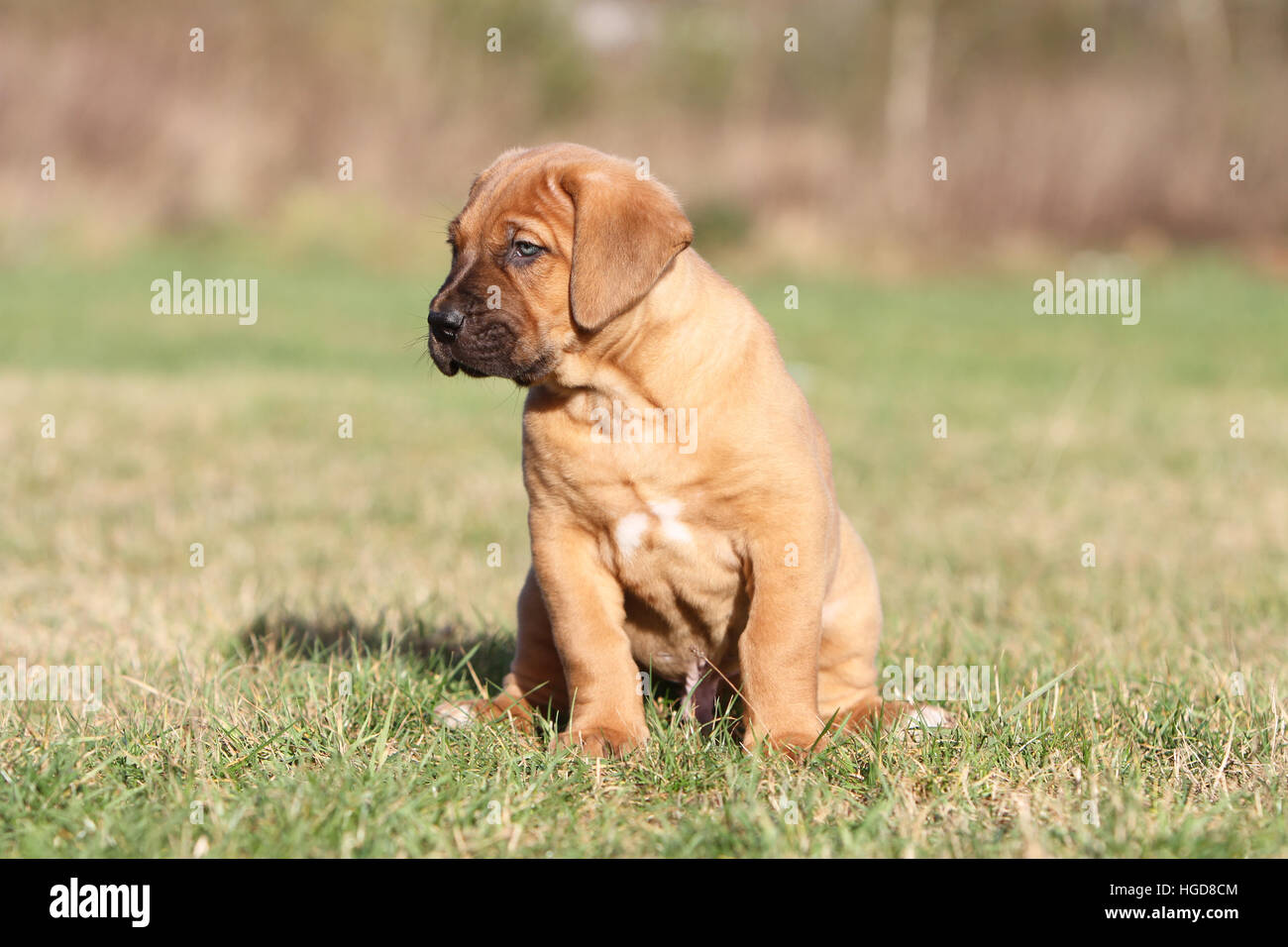 Dog Tosa Inu / Japanese Mastiff puppy sitting in a meadow Stock Photo ...