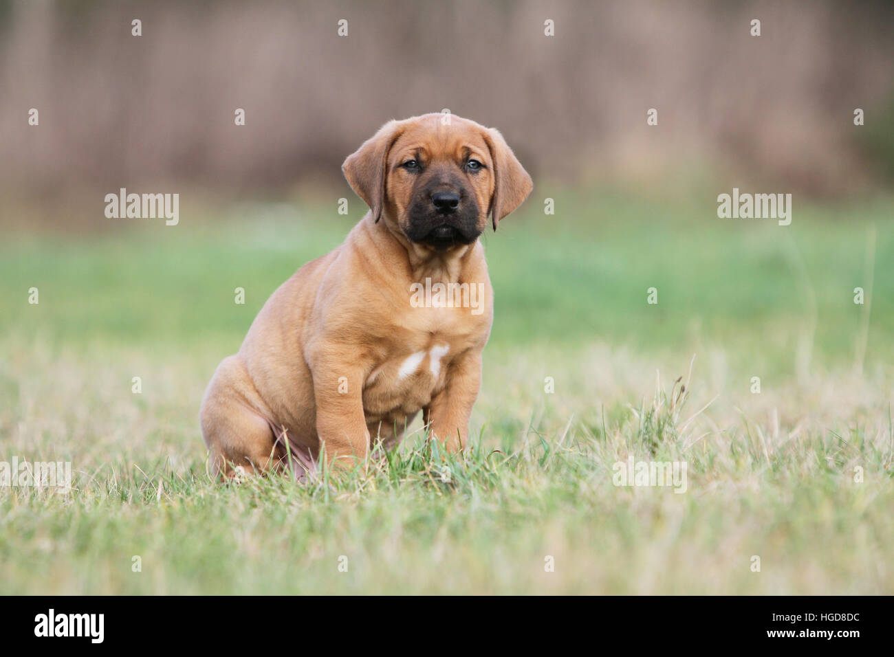 Dog Tosa Inu / Japanese Mastiff puppy sitting in a meadow Stock Photo ...