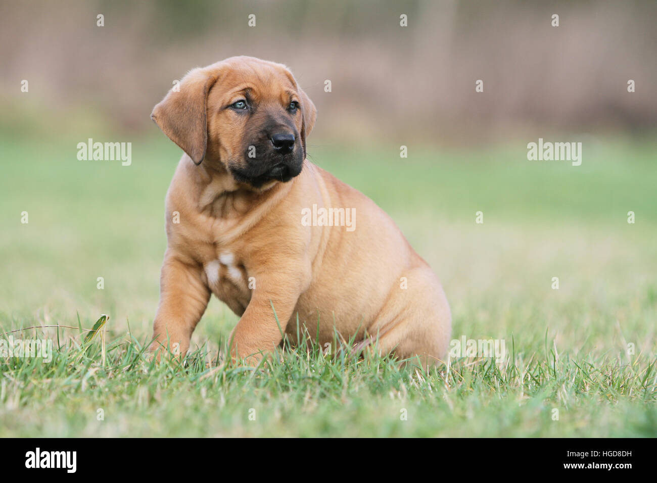 Dog Tosa Inu / Japanese Mastiff puppy sitting in a meadow Stock Photo ...