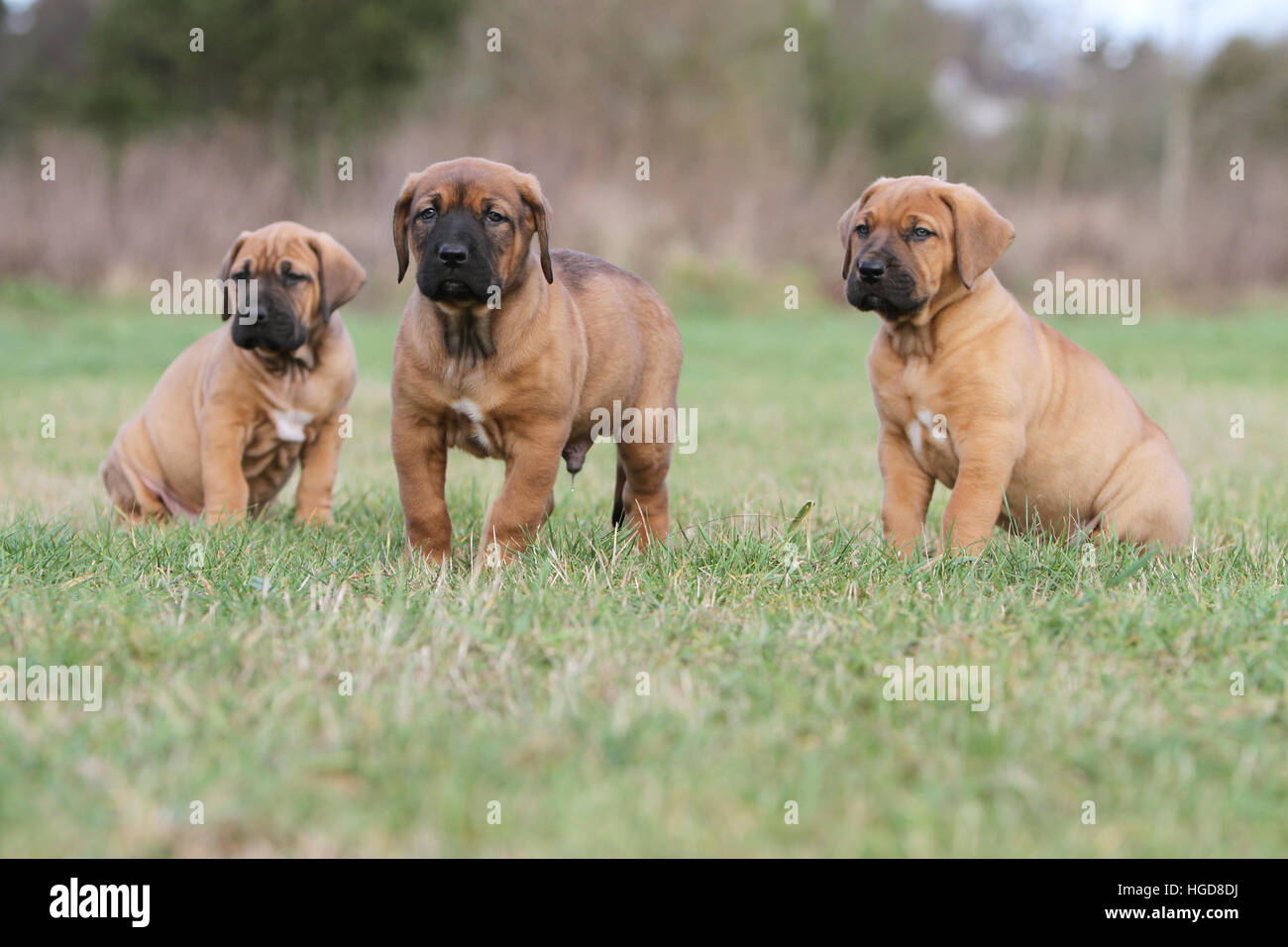 Dog Tosa Inu / Japanese Mastiff three puppies sitting in a meadow Stock ...