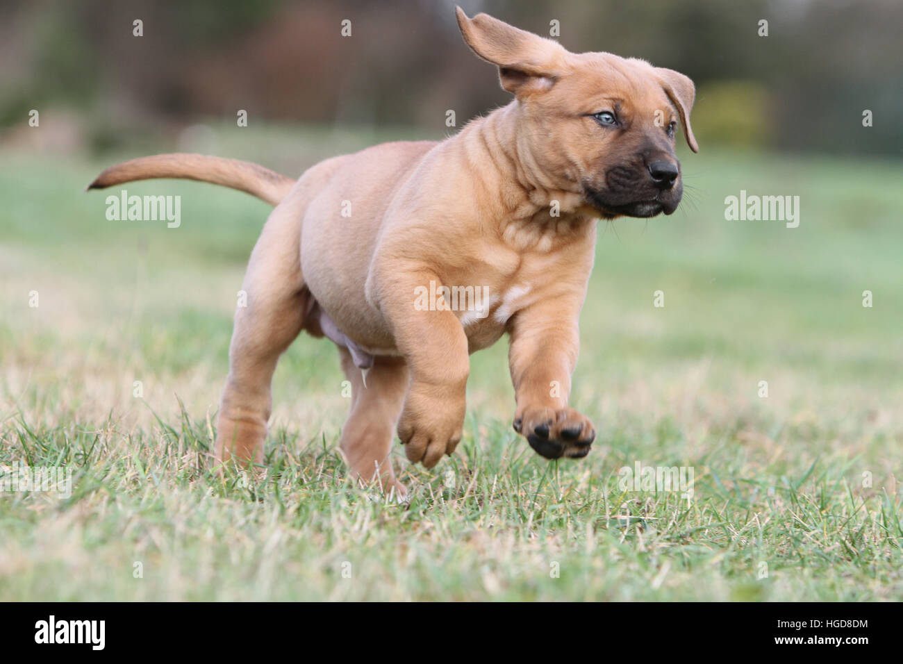 Dog Tosa Inu / Japanese Mastiff puppy running in a meadow Stock Photo ...