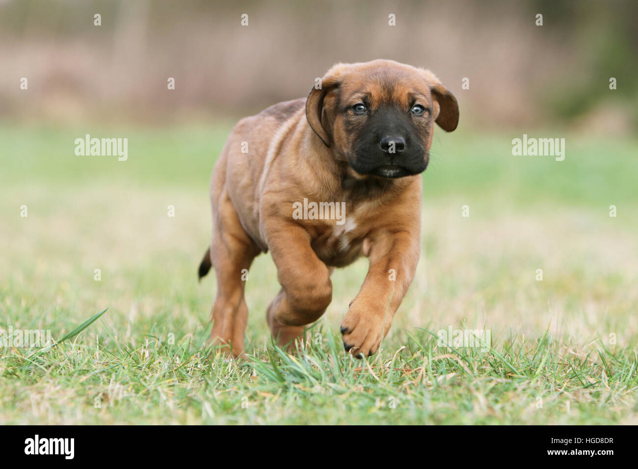 Dog Tosa Inu / Japanese Mastiff puppy running in a meadow Stock Photo ...