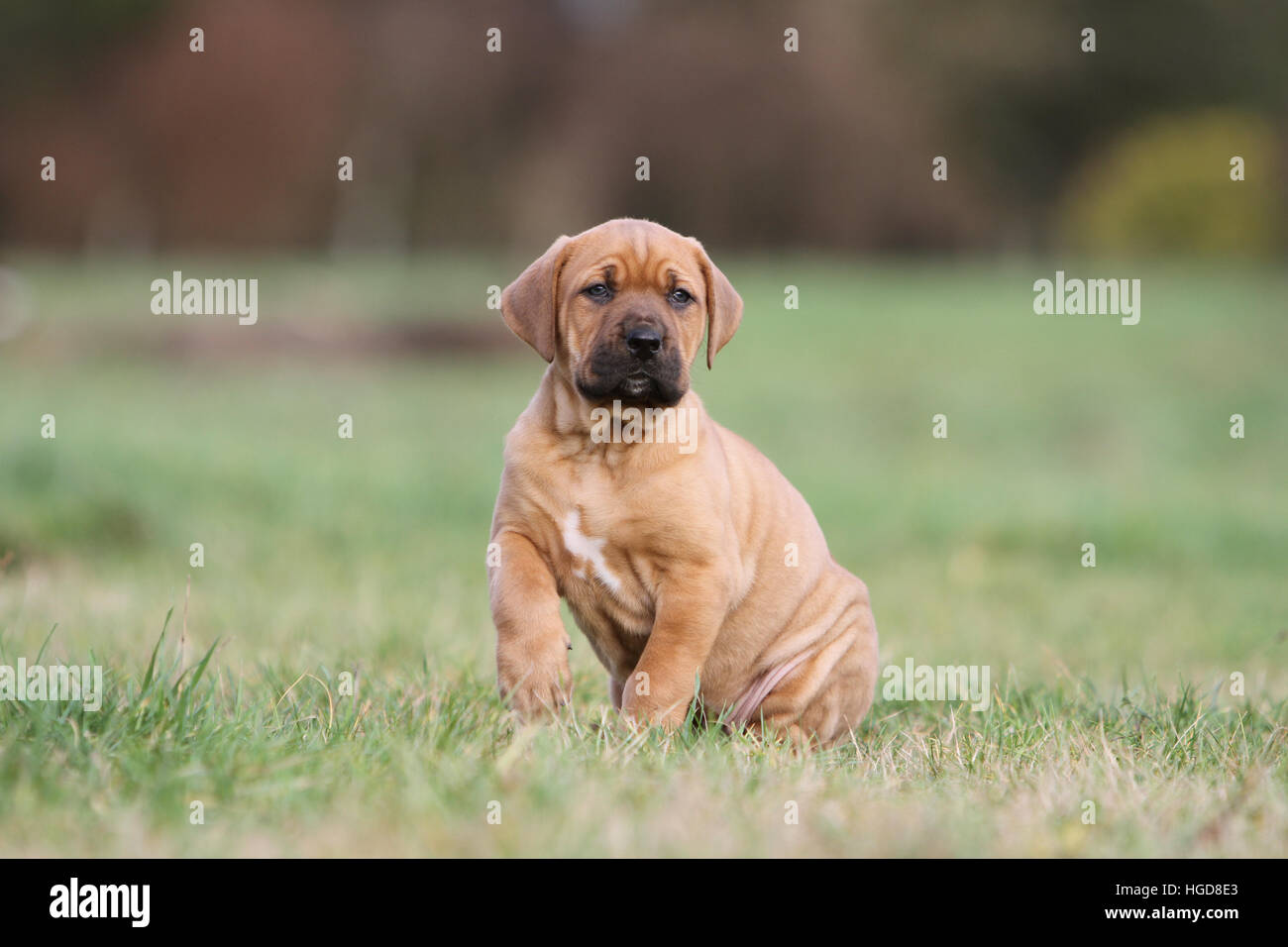 Dog Tosa Inu / Japanese Mastiff puppy sitting in a meadow Stock Photo ...