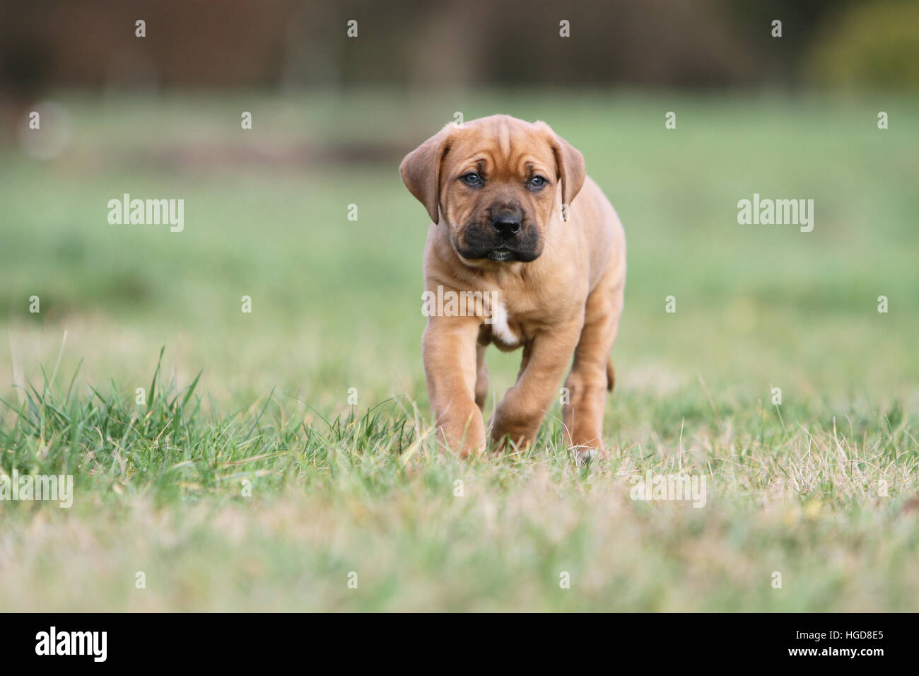Dog Tosa Inu / Japanese Mastiff puppy running in a meadow Stock Photo ...