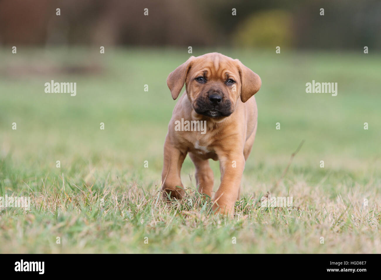 Dog Tosa Inu / Japanese Mastiff puppy running in a meadow Stock Photo ...