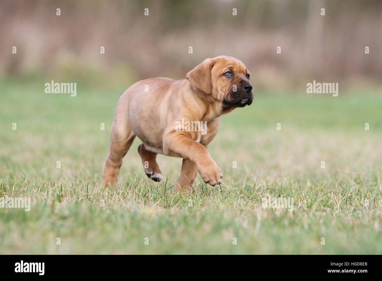 Dog Tosa Inu / Japanese Mastiff puppy running in a meadow Stock Photo ...