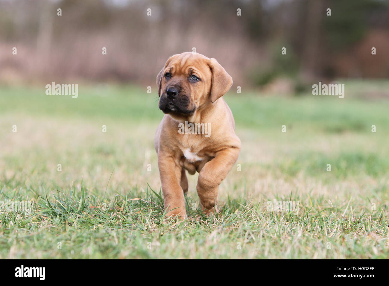 Dog Tosa Inu / Japanese Mastiff puppy running in a meadow Stock Photo ...