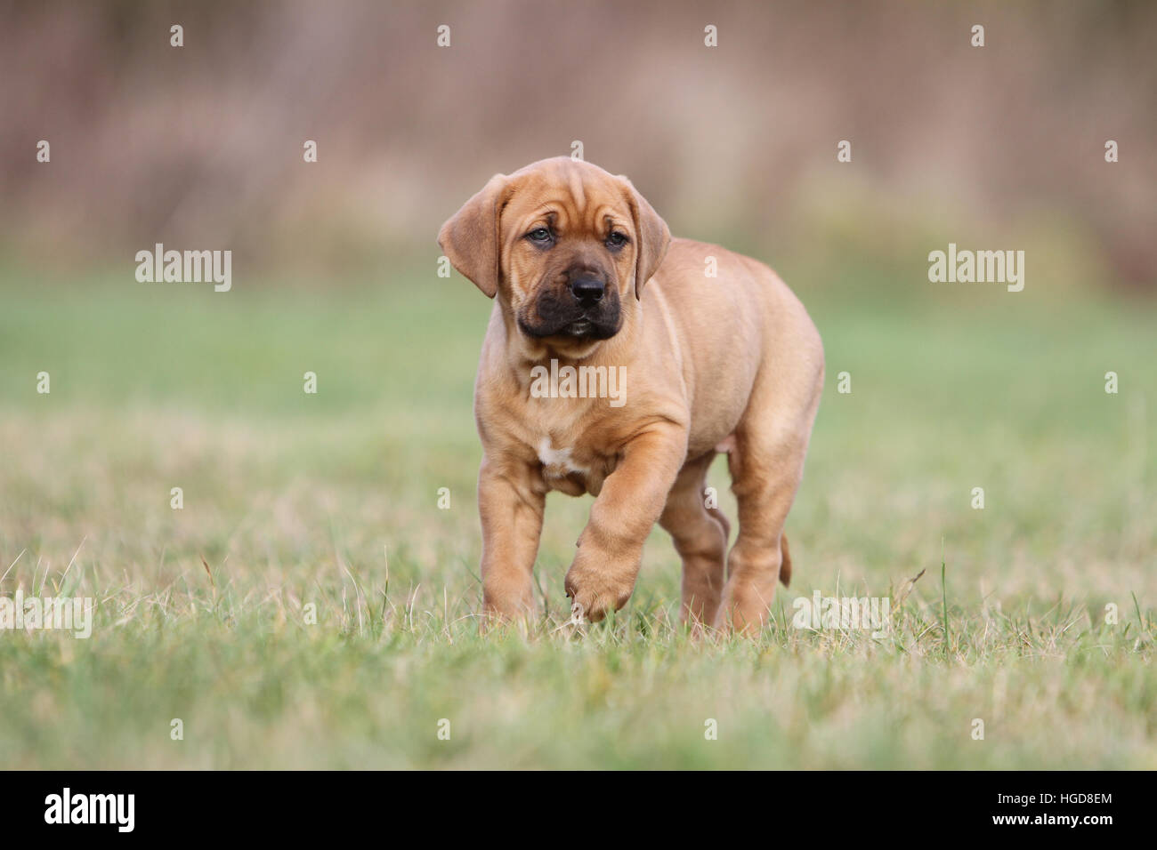 Dog Tosa Inu / Japanese Mastiff puppy standing in the grass in the ...