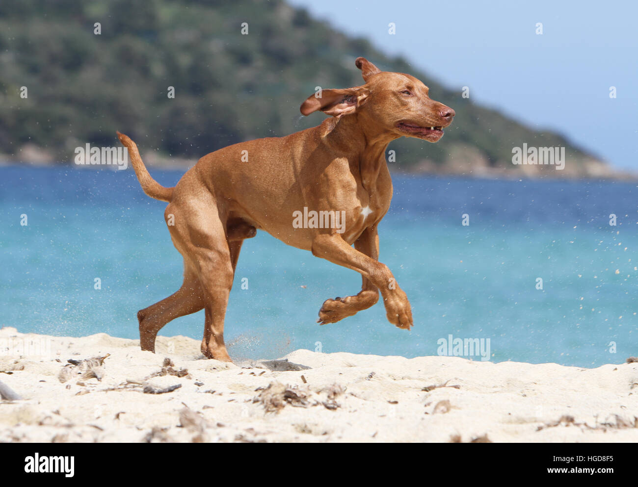 dog Magyar Vizsla / Hungarian Pointer shorthaired adult running on the ...