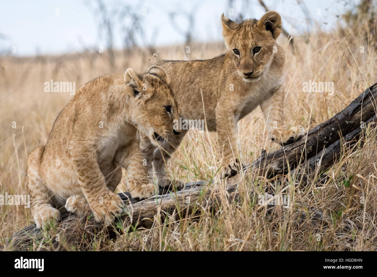 Image of lion cubs hi-res stock photography and images - Alamy