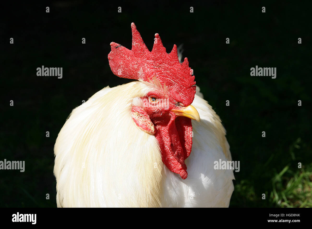 A white rooster with a big red comb Stock Photo - Alamy