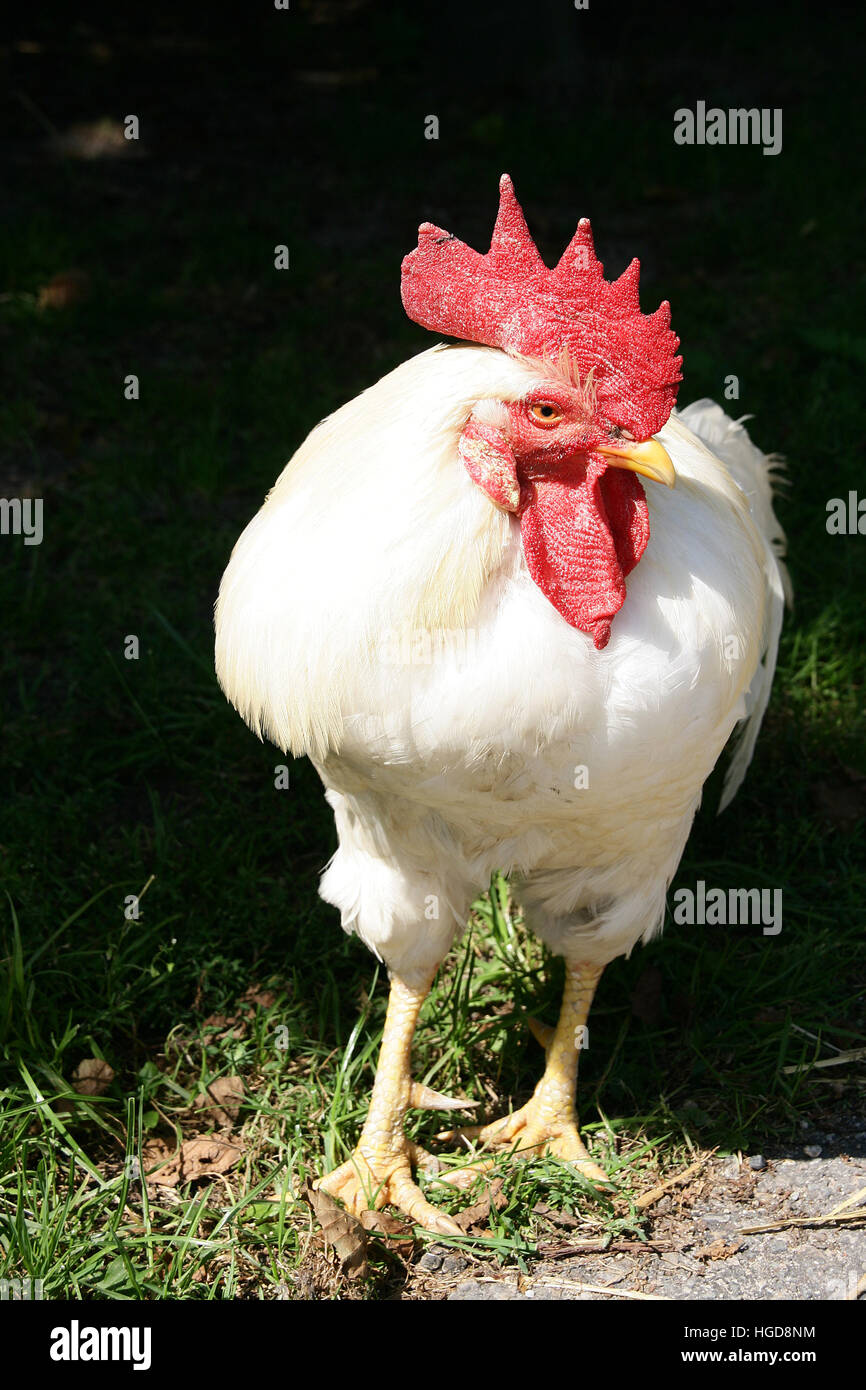 A white rooster with a big red comb Stock Photo - Alamy