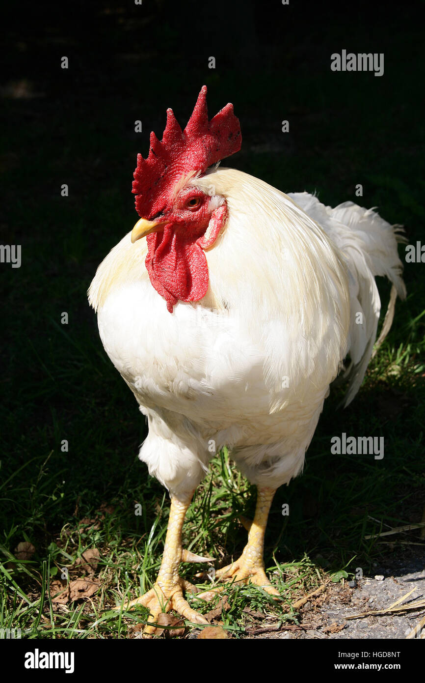 A white rooster with a big red comb Stock Photo - Alamy