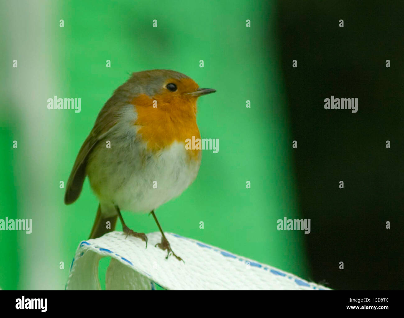 Robin on soil hi-res stock photography and images - Alamy