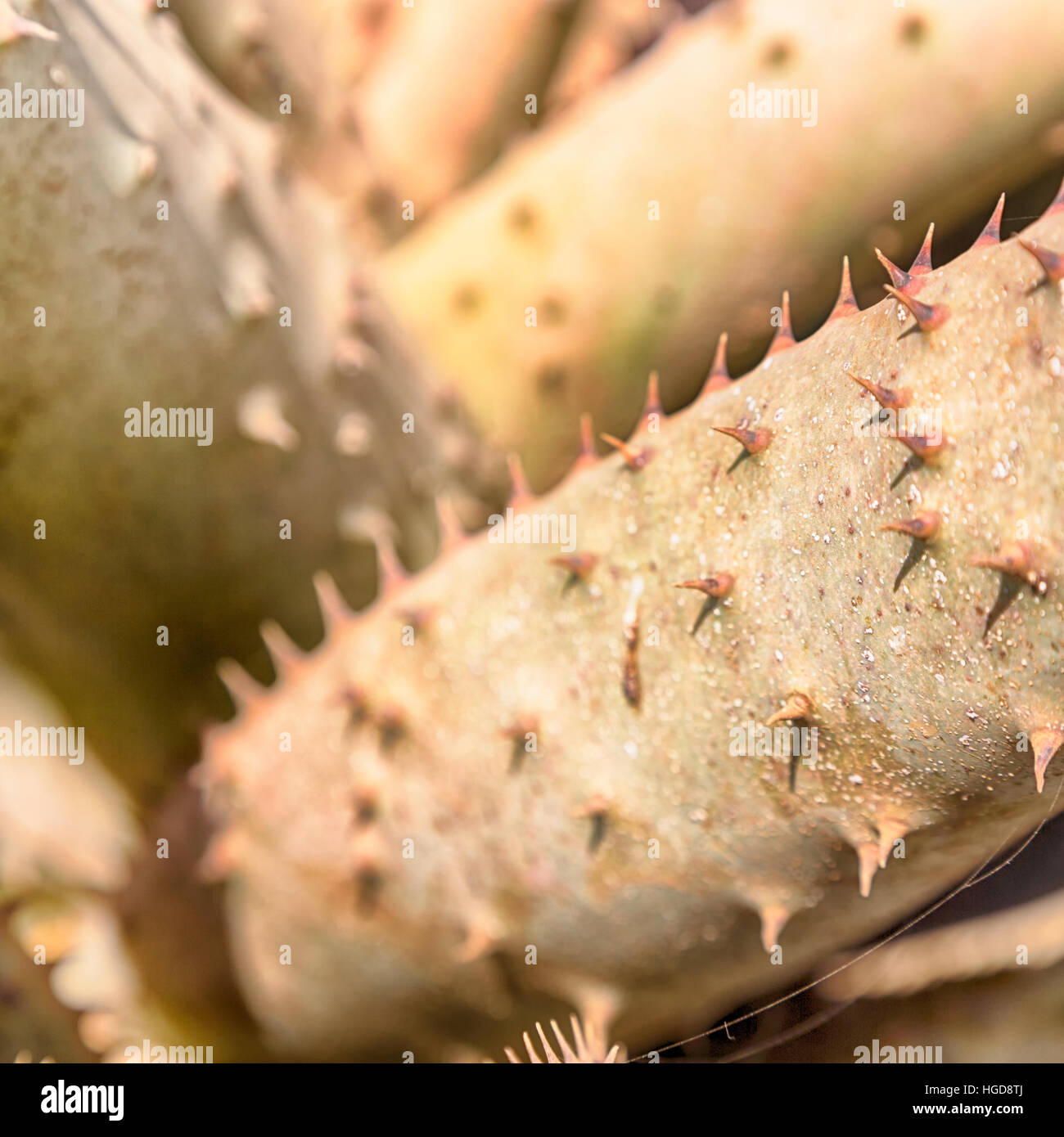 blur in south africa abstract leaf of cactus plant and light Stock ...