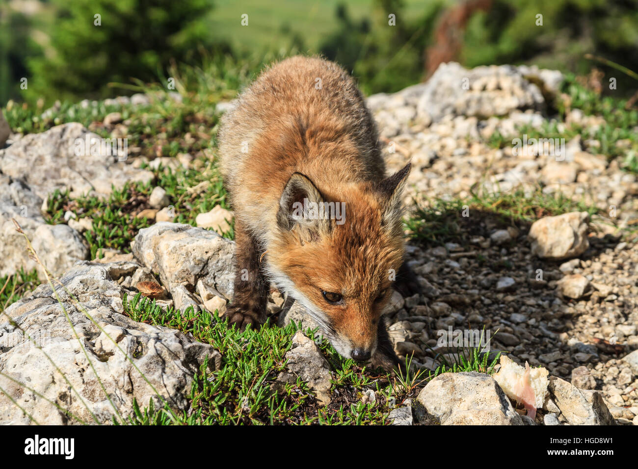 baby Red Fox in Alpine meadow at the edge of a forest Stock Photo - Alamy