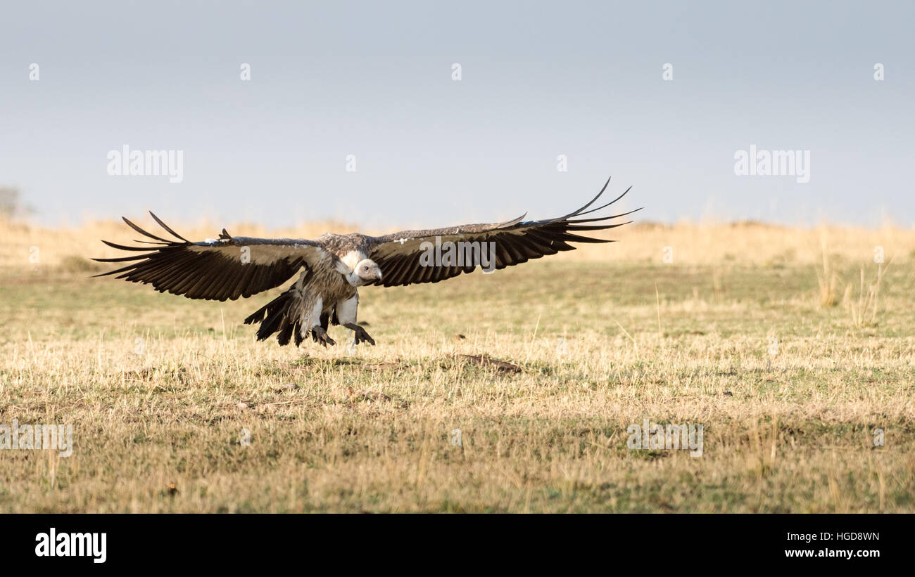 Ruppel's Griffon Vulture (Gyps rueppellii) Flying Stock Photo - Alamy