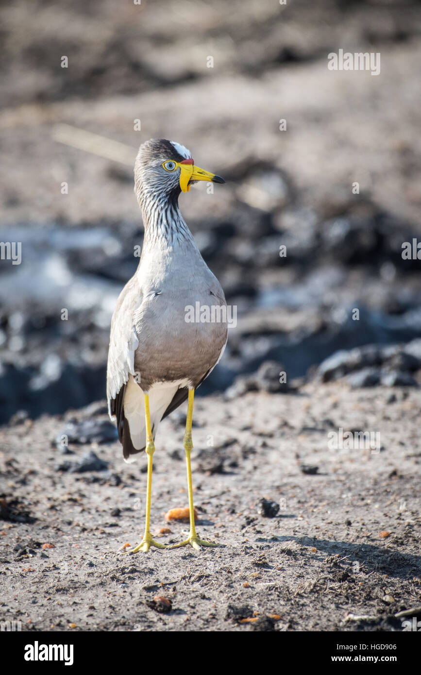 African wattled lapwing hi-res stock photography and images - Alamy