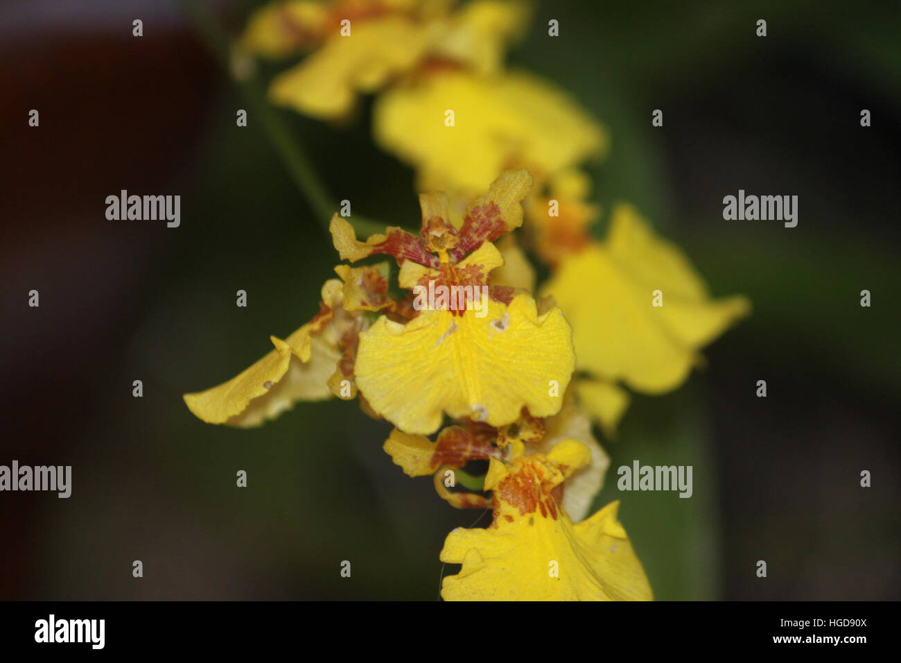 Kandyan Dancer Flower Stock Photo - Alamy