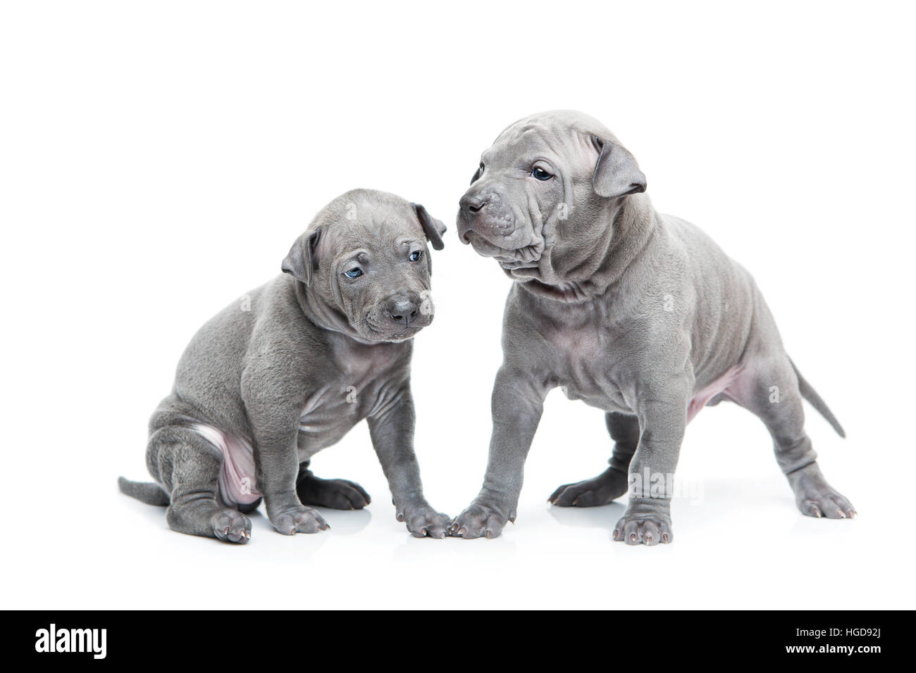 Two thai ridgeback puppies isolated on white Stock Photo - Alamy