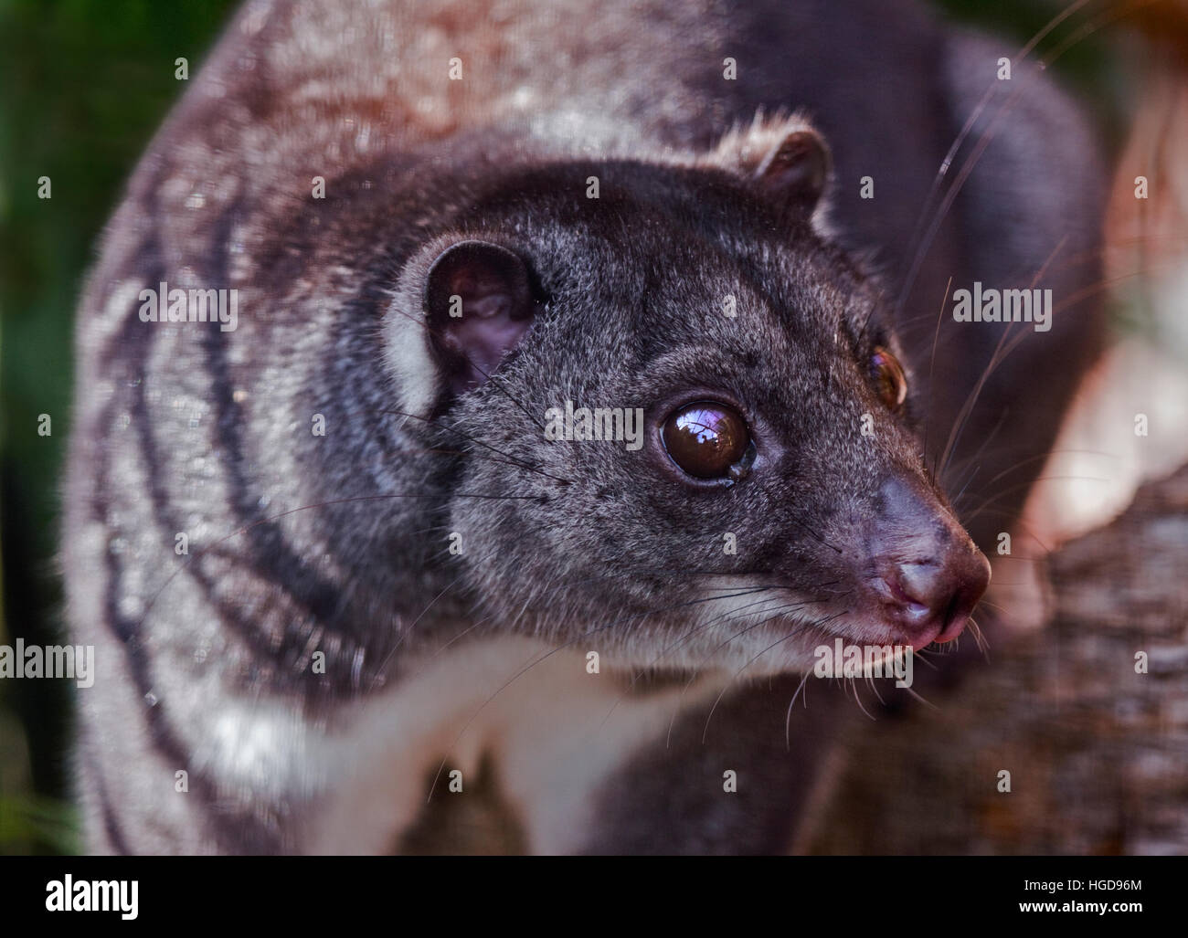 Phalanger hi-res stock photography and images - Alamy