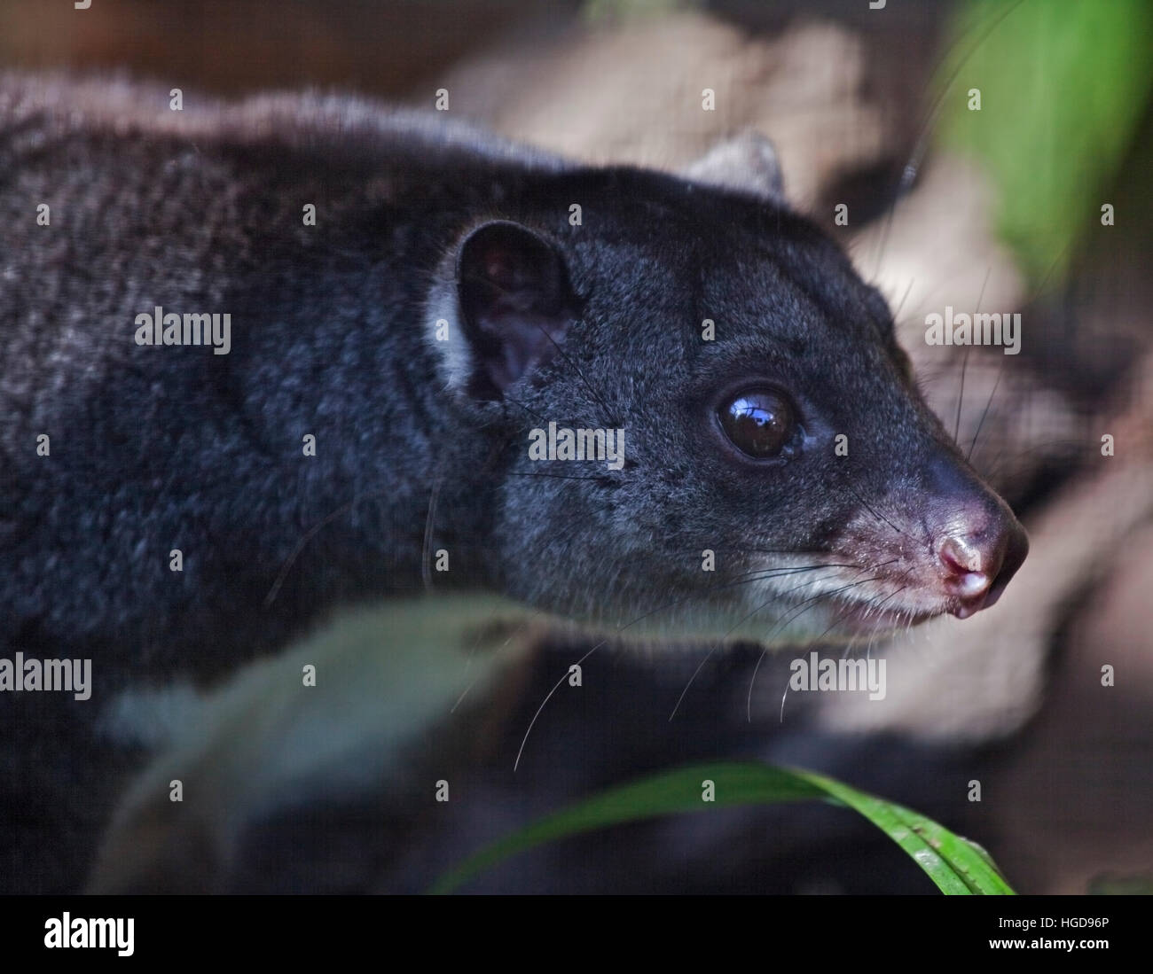 Phalanger gymnotis hi-res stock photography and images - Alamy