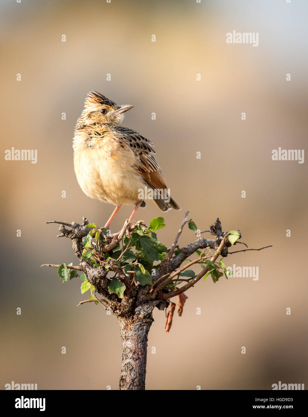 Rufous-naped Lark, (irafra africana Stock Photo - Alamy
