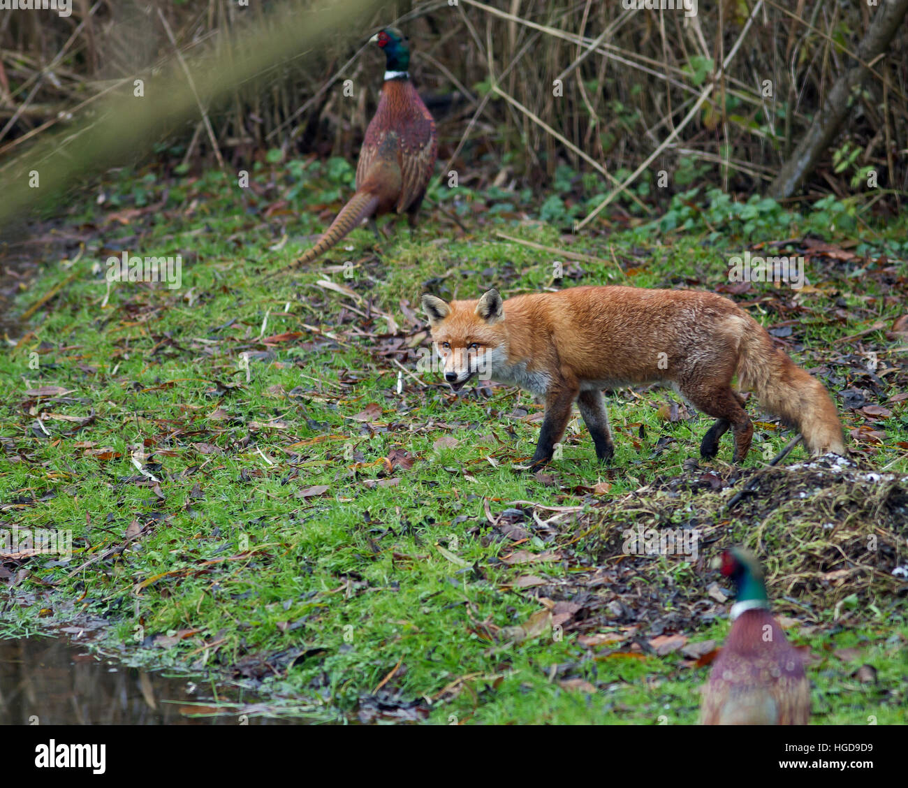 Red Fox Vulpes vulpes stalking Pheasants in woodland clearing ...