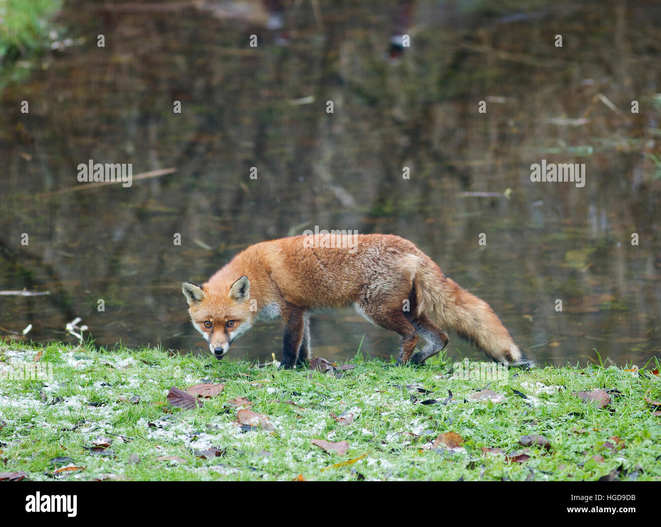 Red Fox Vulpes vulpes stalking Pheasants in woodland clearing ...
