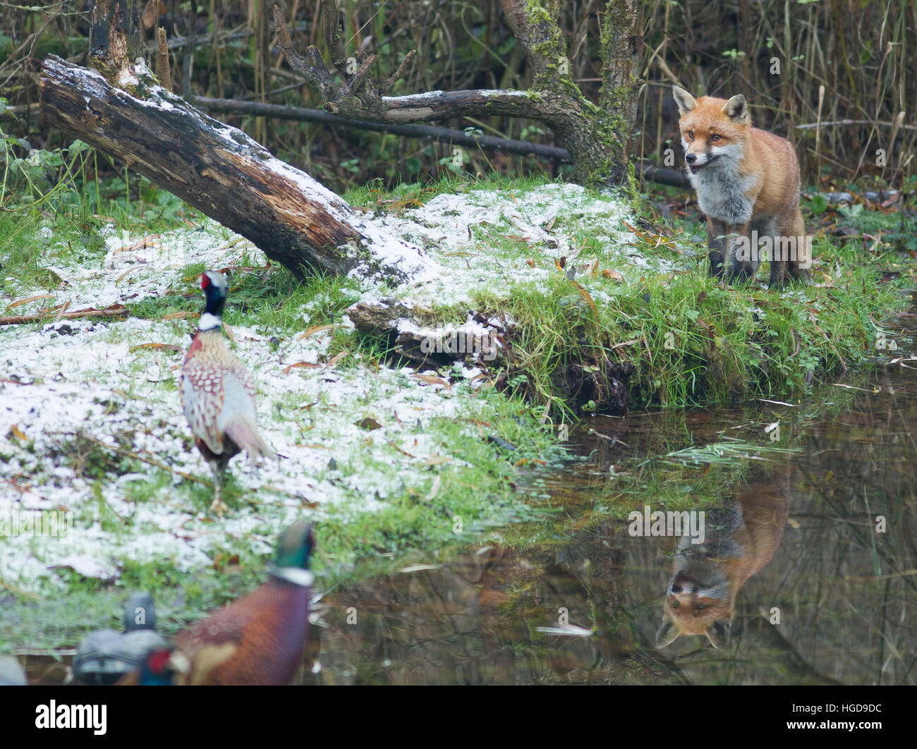 Red Fox Vulpes vulpes stalking Pheasants in woodland clearing ...