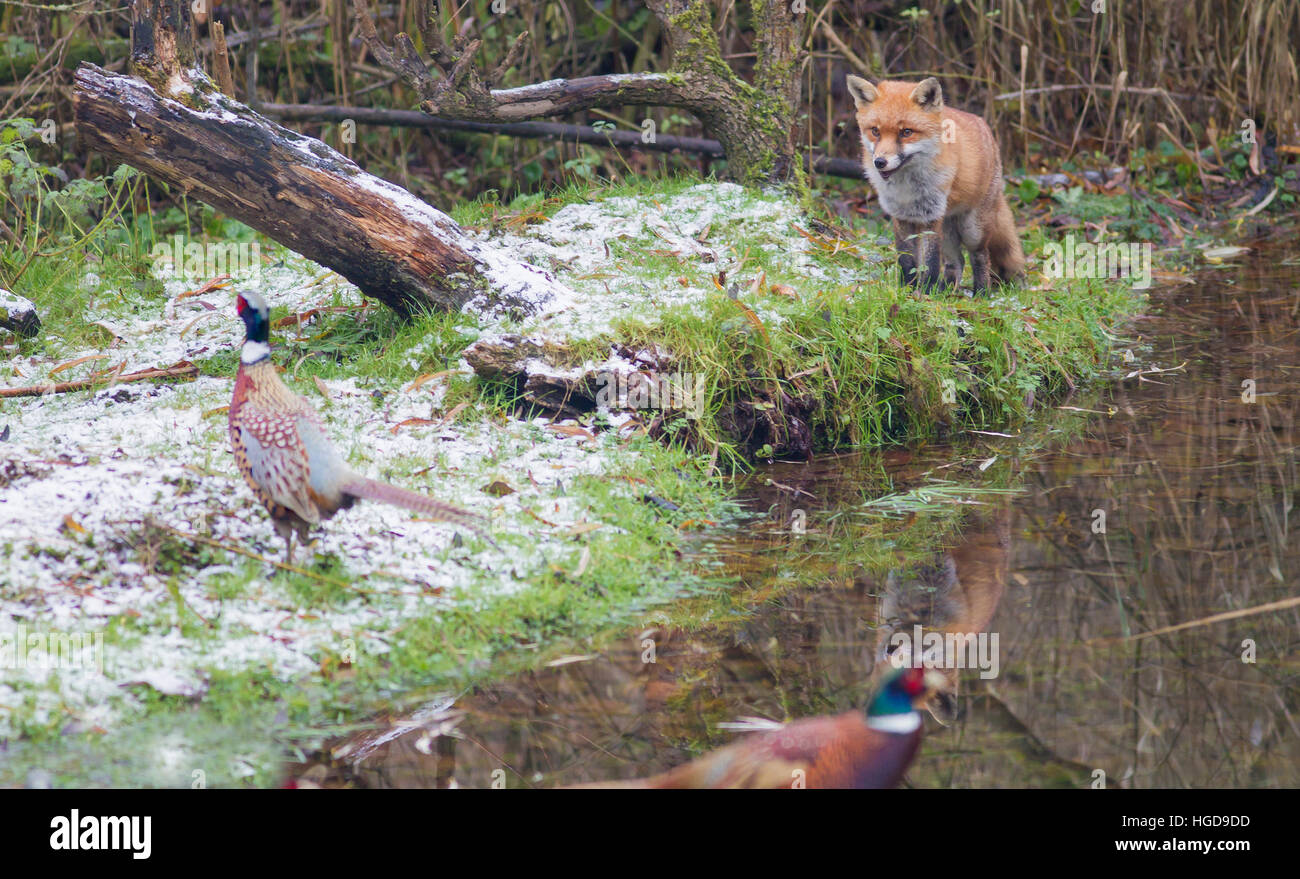 Red Fox Vulpes vulpes stalking Pheasants in woodland clearing ...