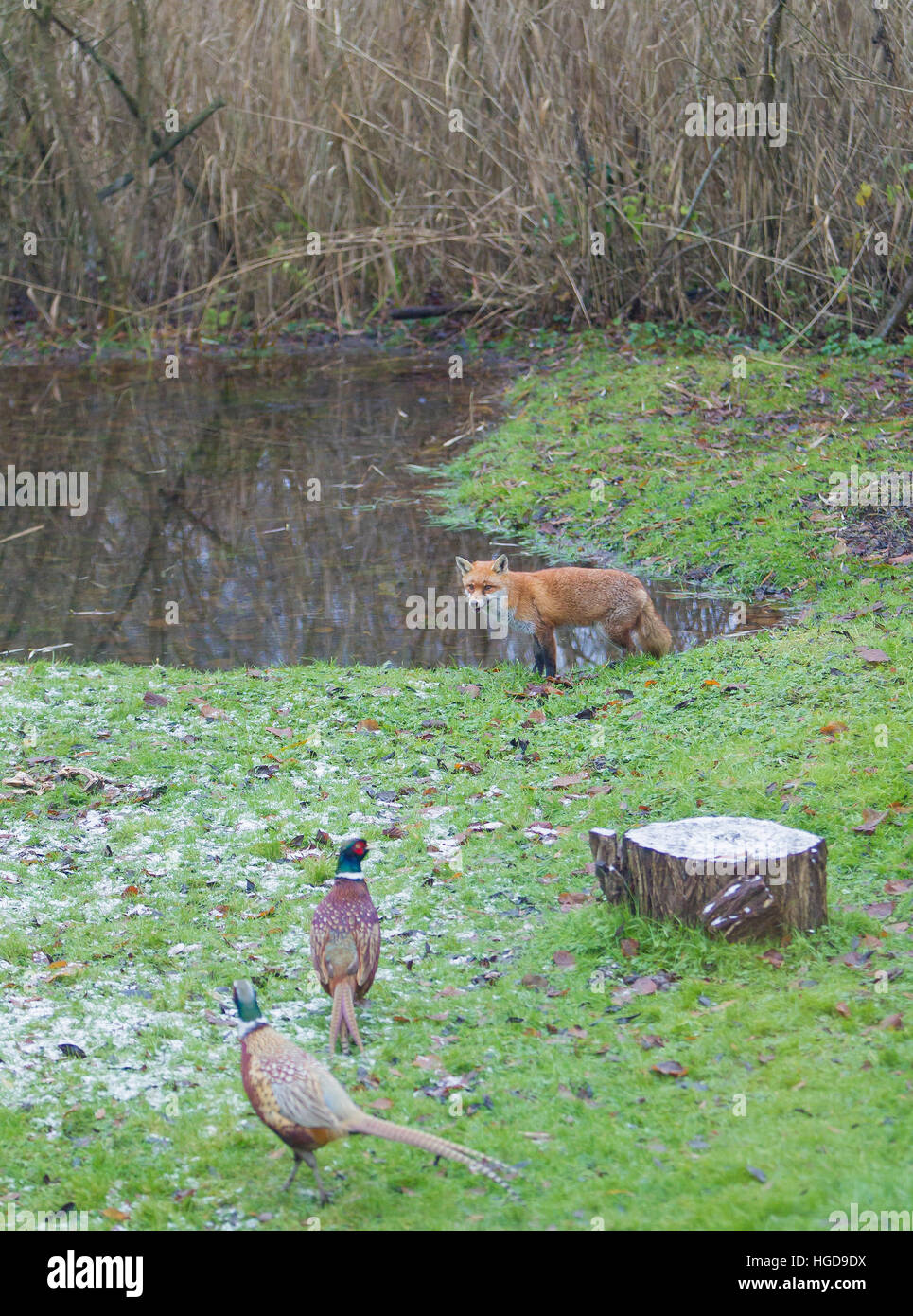 Red Fox Vulpes vulpes stalking Pheasants in woodland clearing ...