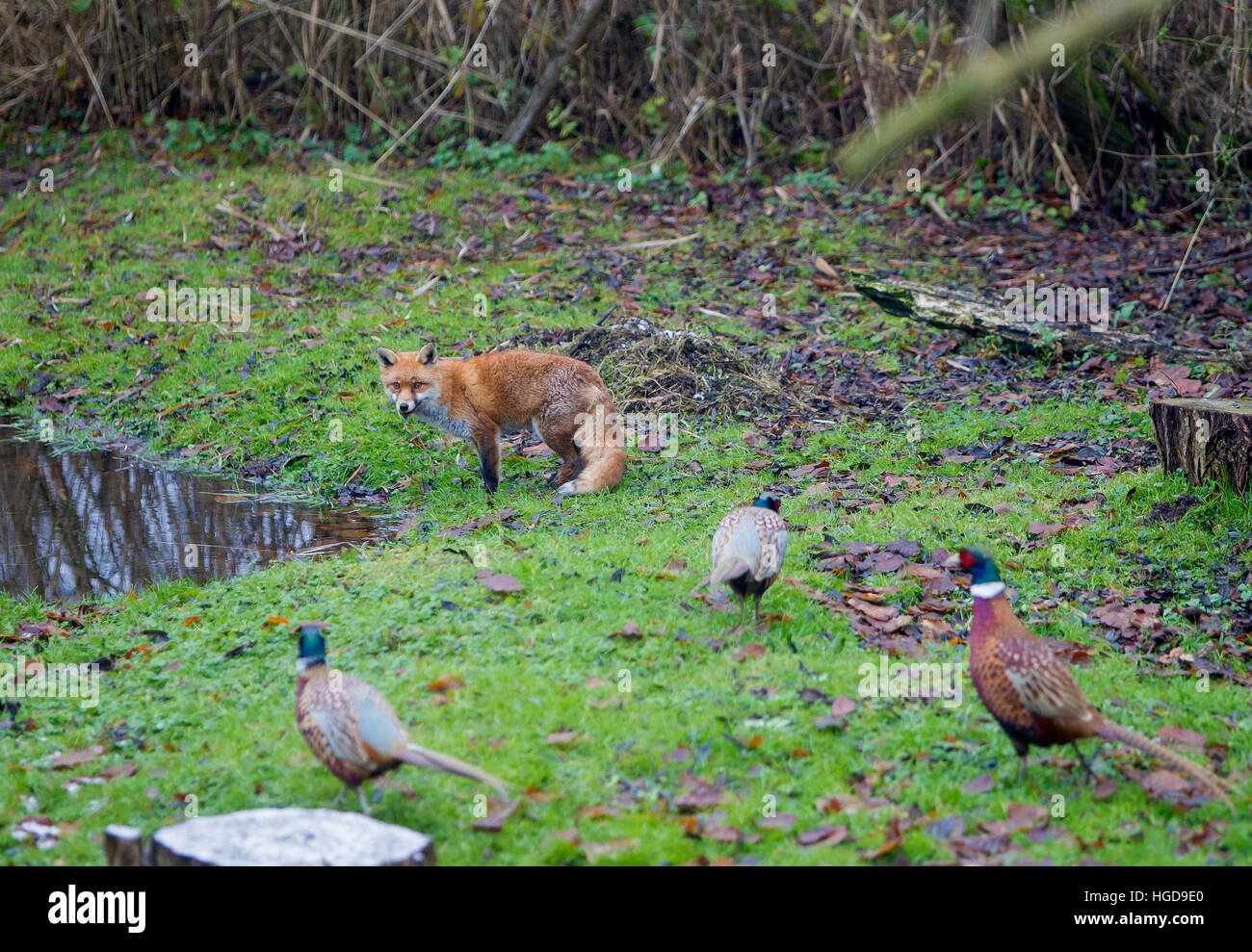 Red Fox Vulpes vulpes stalking Pheasants in woodland clearing ...