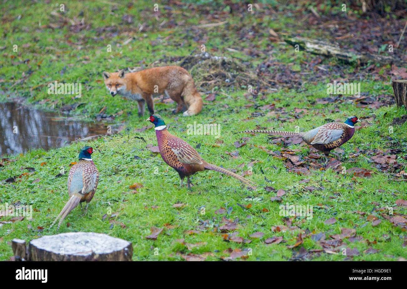 Red Fox Vulpes vulpes stalking Pheasants in woodland clearing ...
