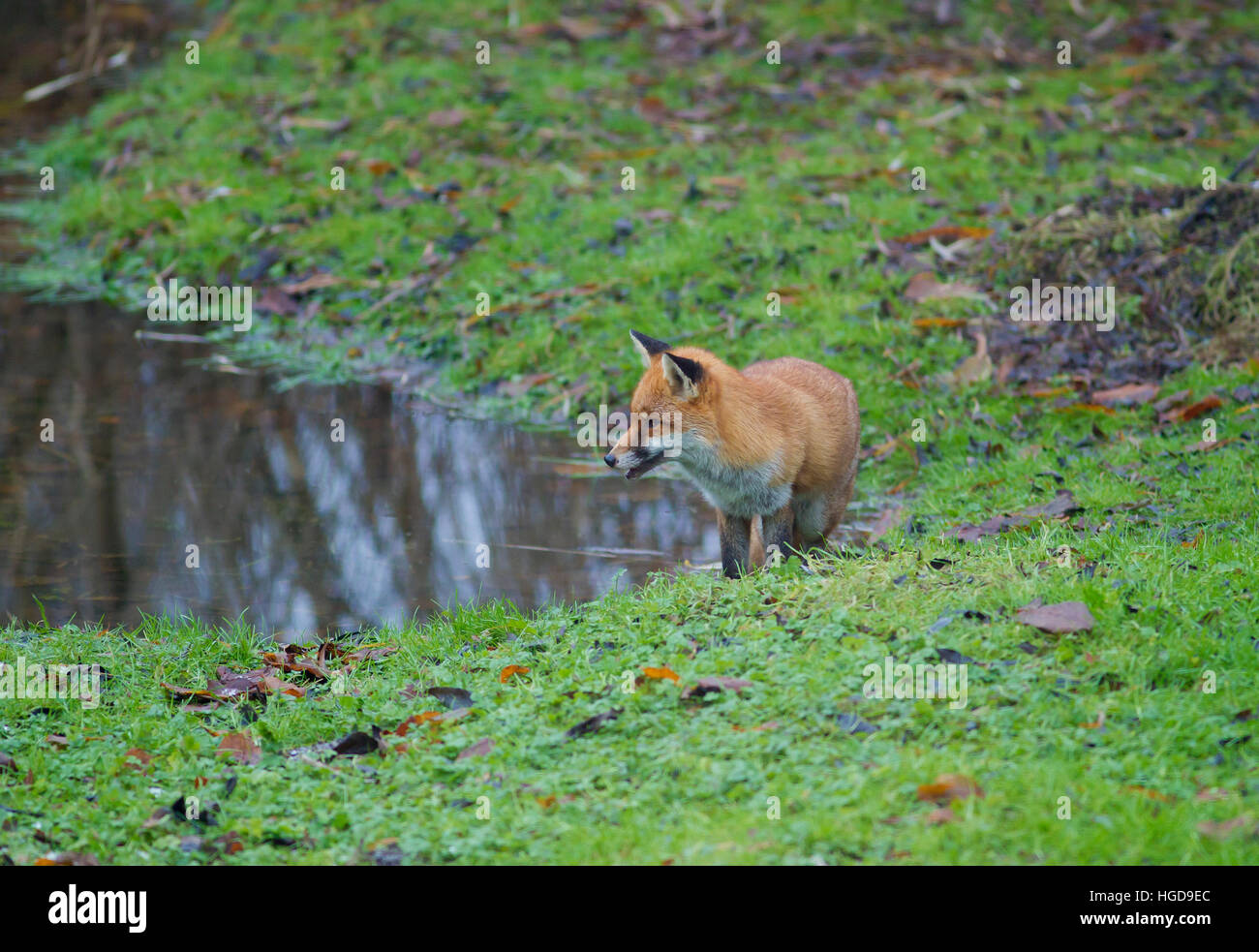 Red Fox Vulpes vulpes stalking Pheasants in woodland clearing ...