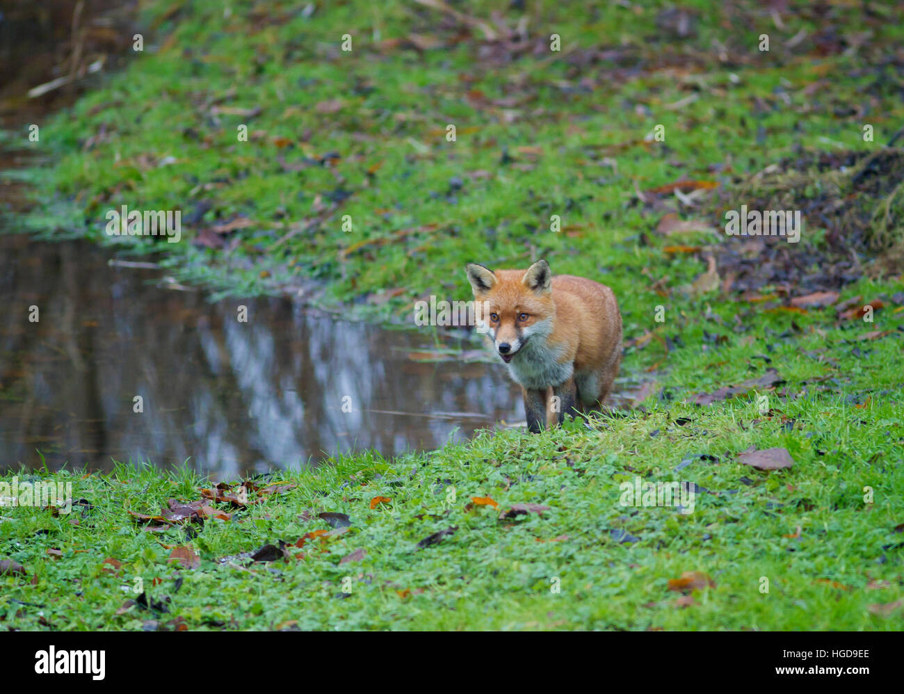 Red Fox Vulpes vulpes stalking Pheasants in woodland clearing ...